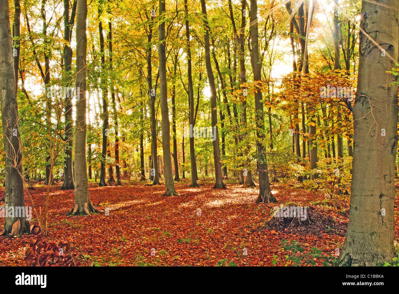 scenes autumn wood nature norfolk Stock Photo - Alamy