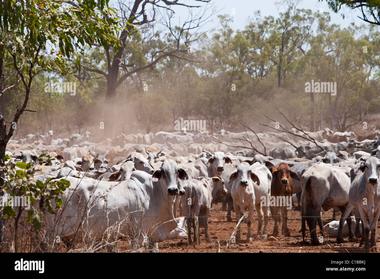 Cattle during drought Queensland Australia Stock Photo - Alamy
