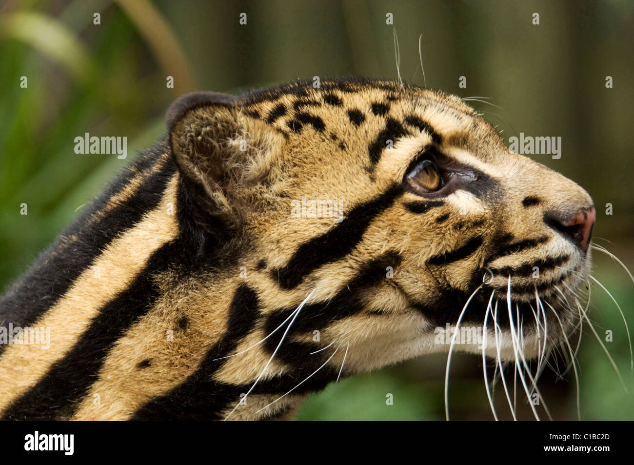 Clouded Leopard Face