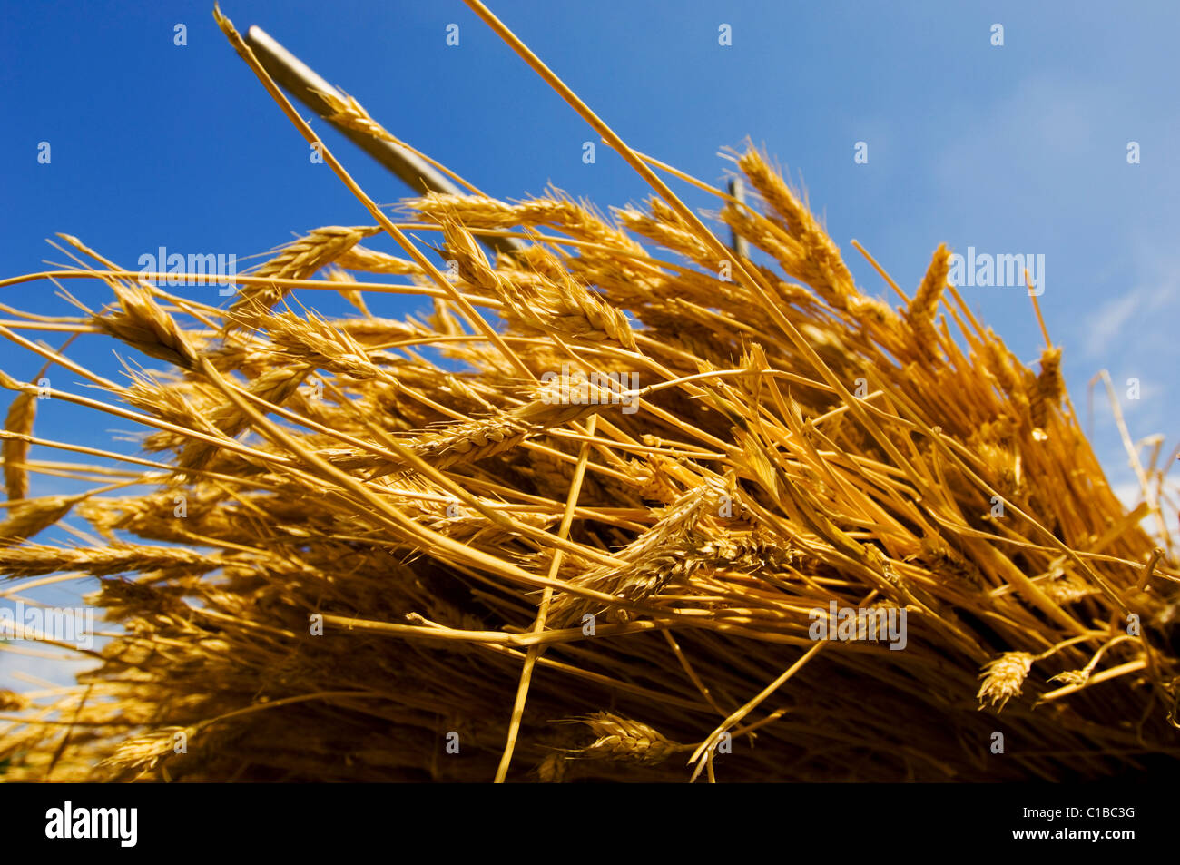 Thatching trade hi-res stock photography and images - Alamy
