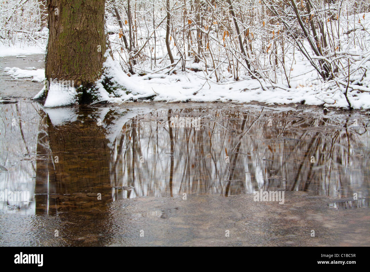 Flooding in a Forest in Winter - Landscape Stock Photo - Alamy