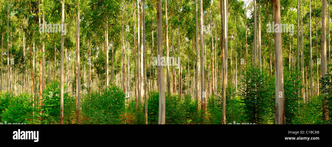 panoramic view of a forest of straight trees in a managed environment ...