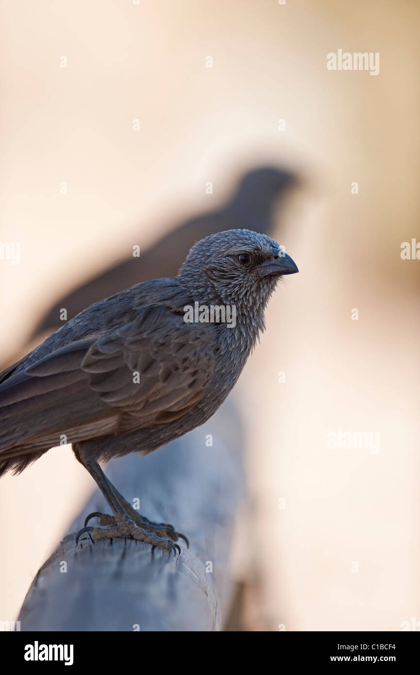 Struthidea cinerea hi-res stock photography and images - Alamy