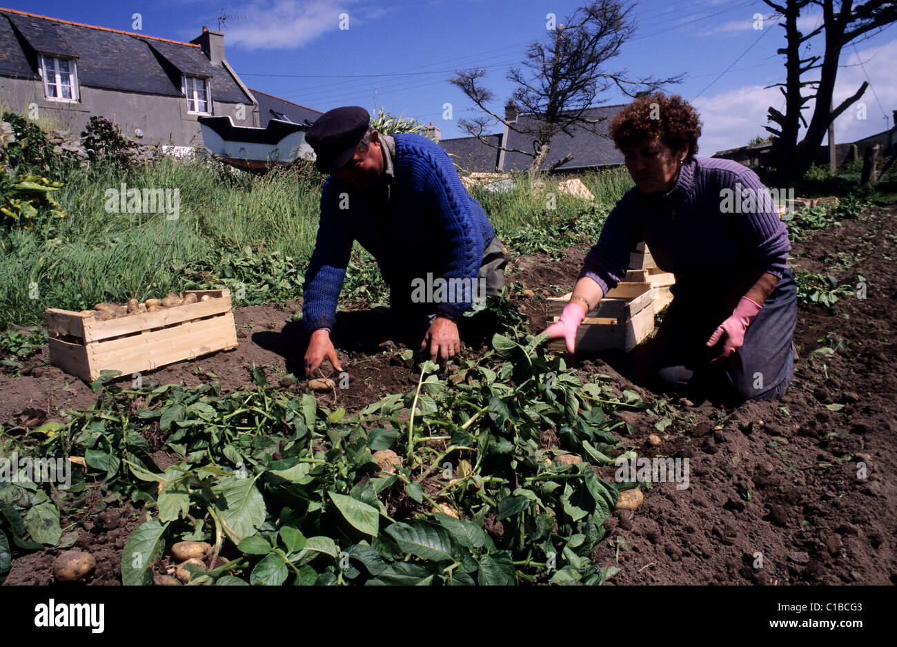 France, Finistere, Batz Island, small family exploitation of potatoes ...