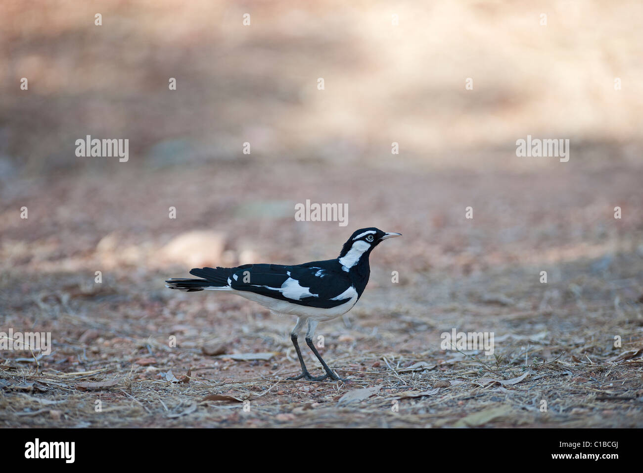 Australian Magpie-Lark Grallina cyanoleuca Queensland Australia Stock ...