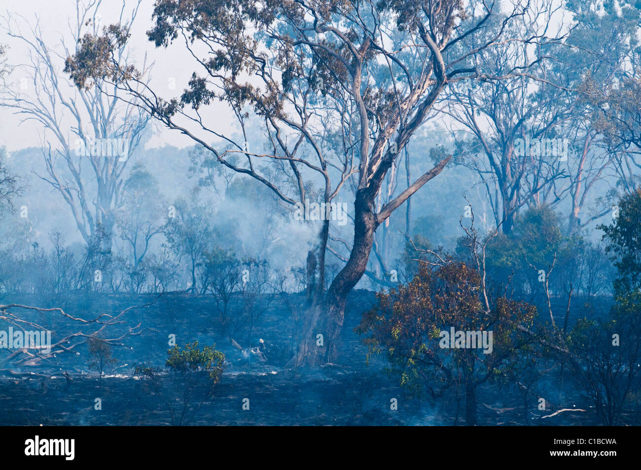 Aftermath of a bush fire near Charter Towers Queensland Australia Stock ...