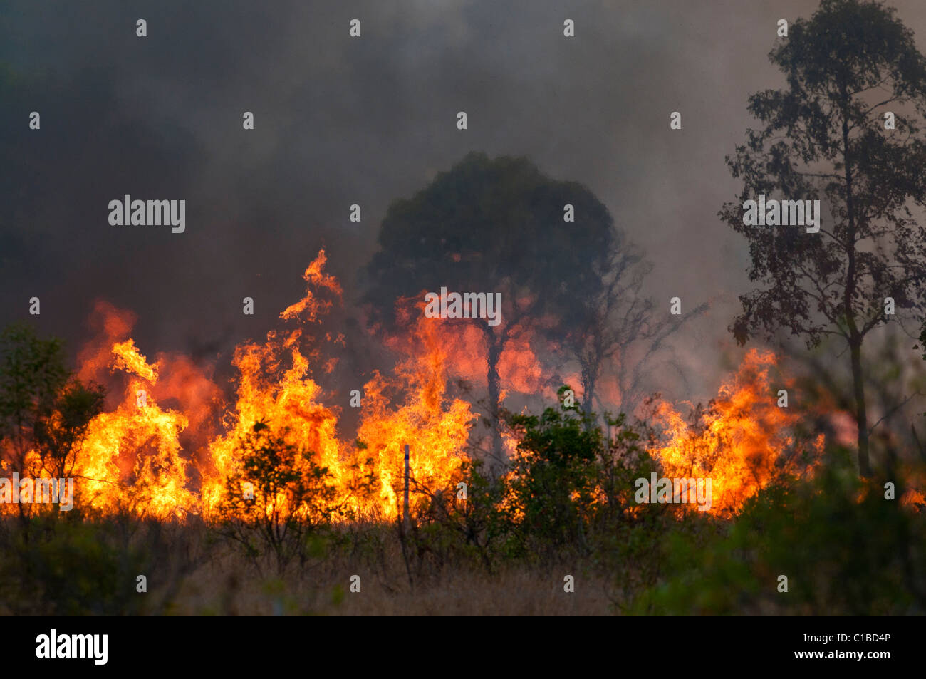 Queensland fire hi-res stock photography and images - Alamy