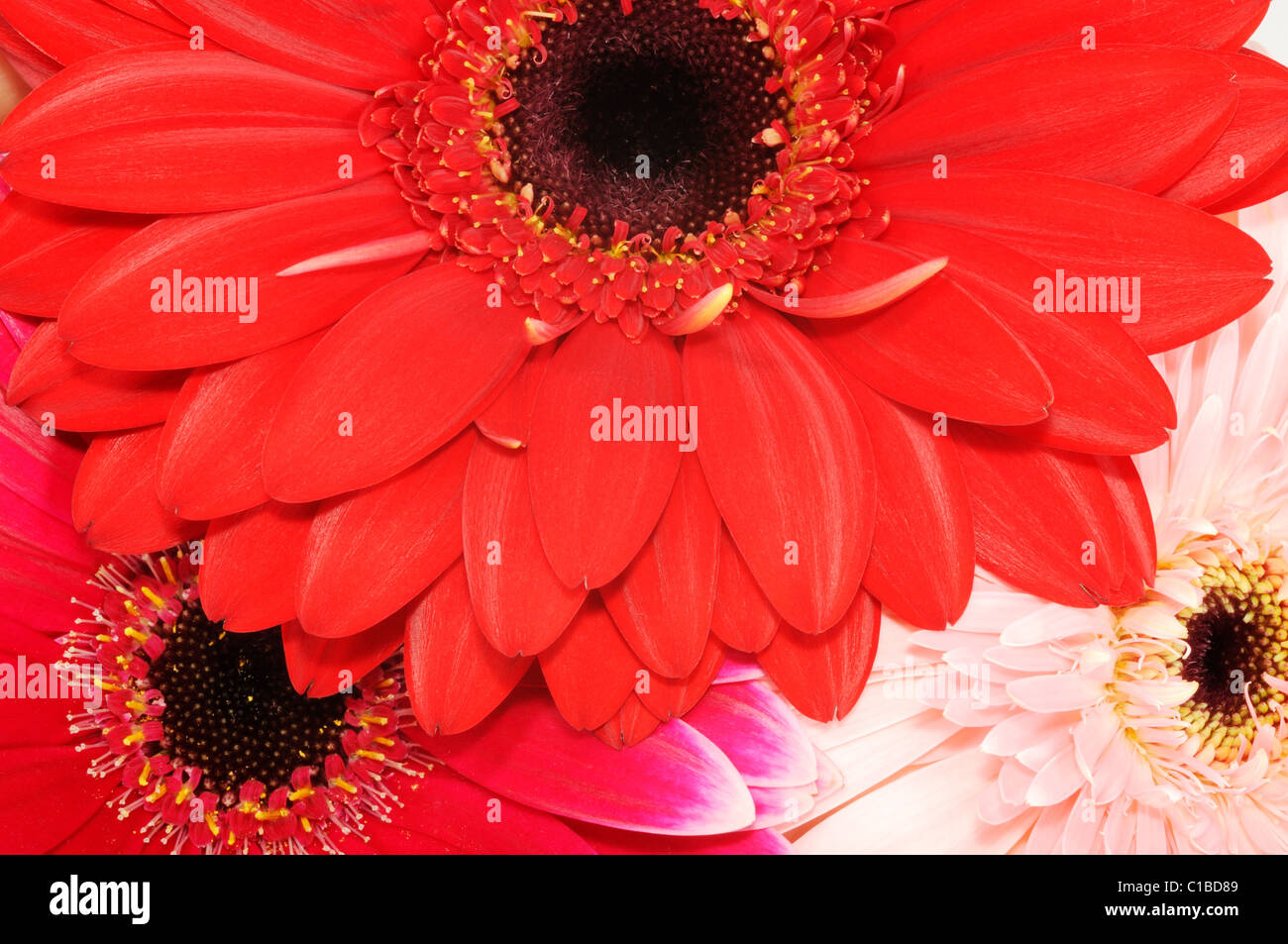 Gerber colorful flowers , micro shot Stock Photo - Alamy
