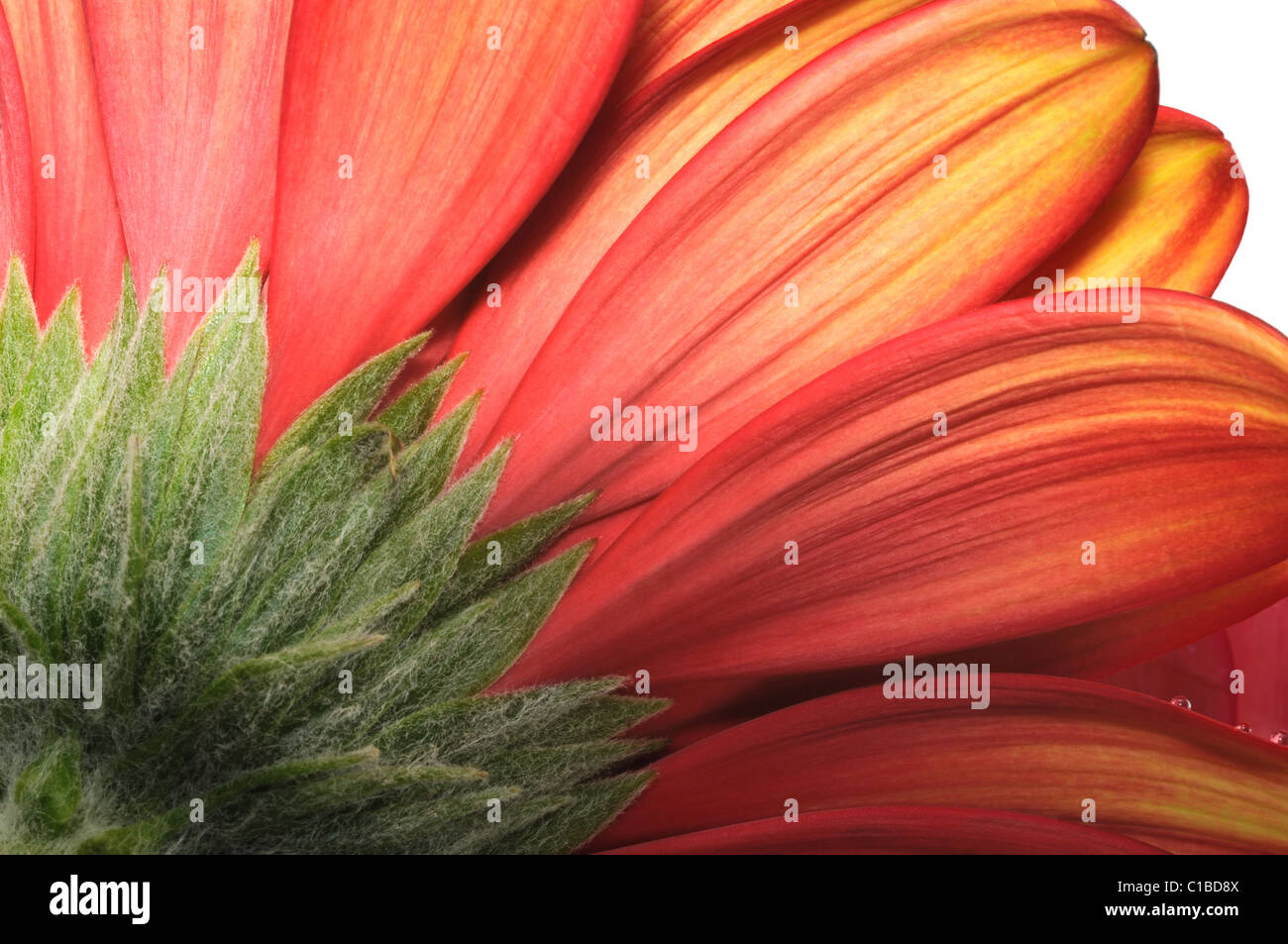 Micro of flower hi-res stock photography and images - Alamy