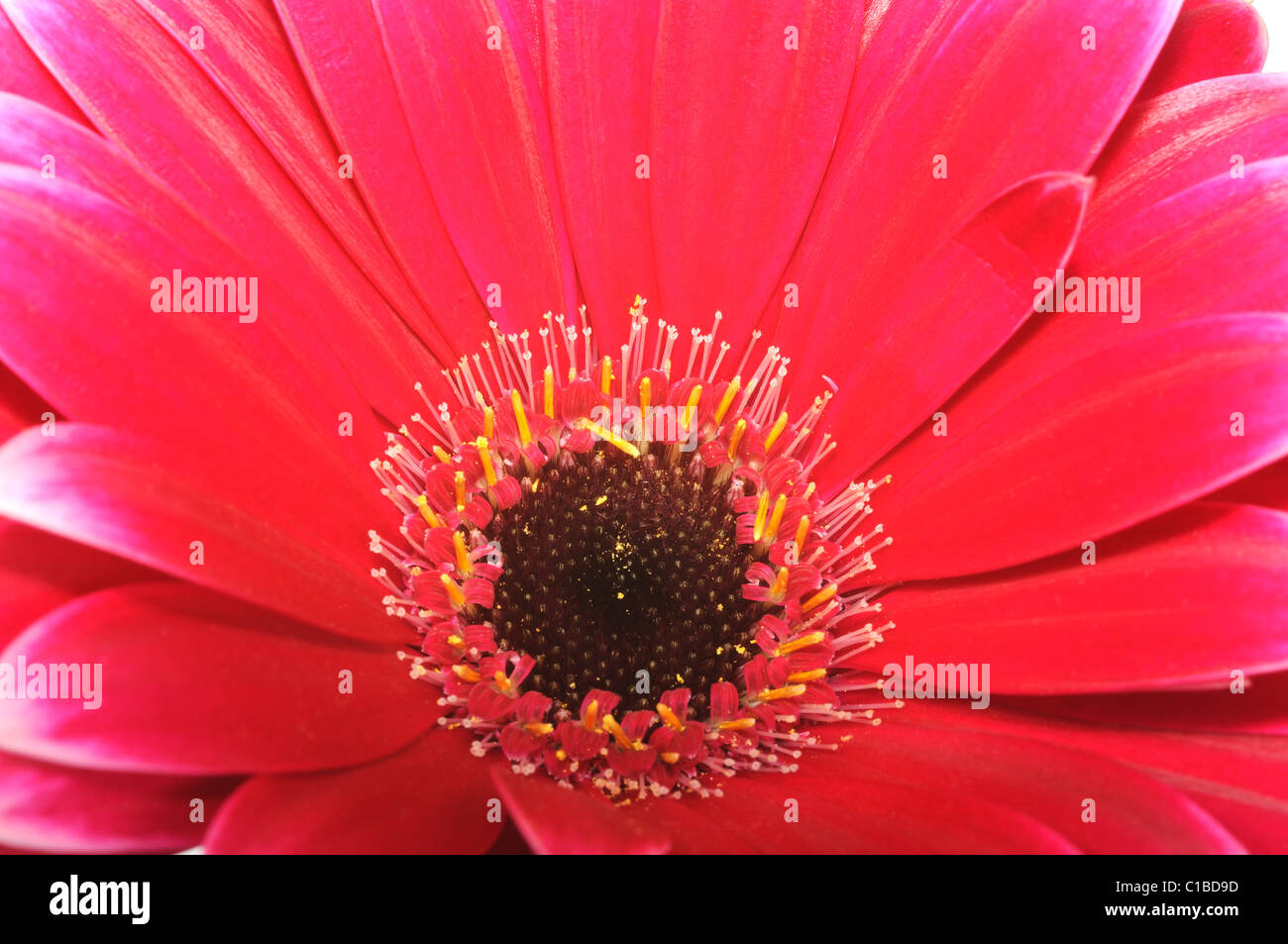 Pink Gerber flower , micro shot Stock Photo - Alamy