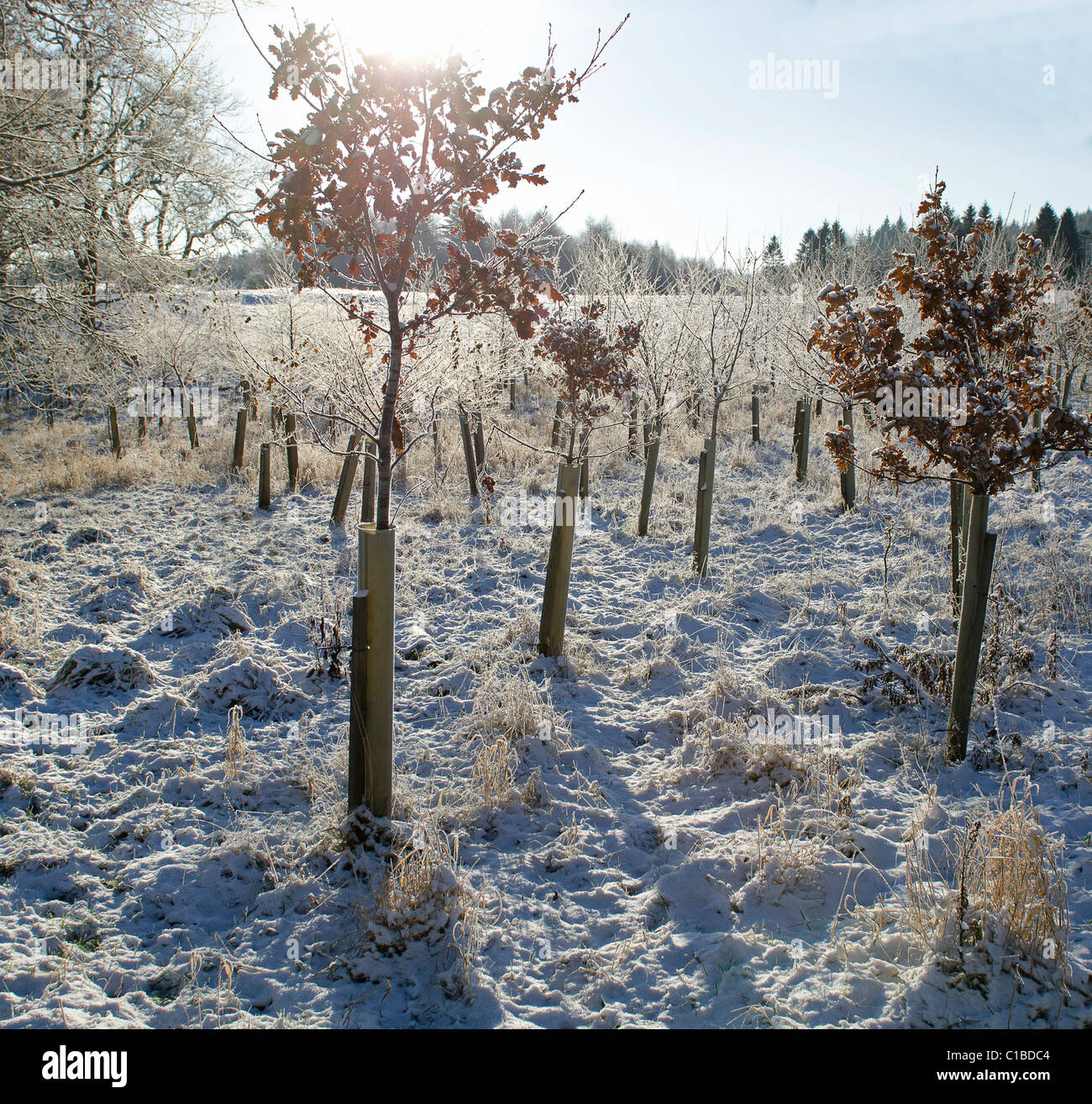 White Oak Plantation High Resolution Stock Photography and Images - Alamy