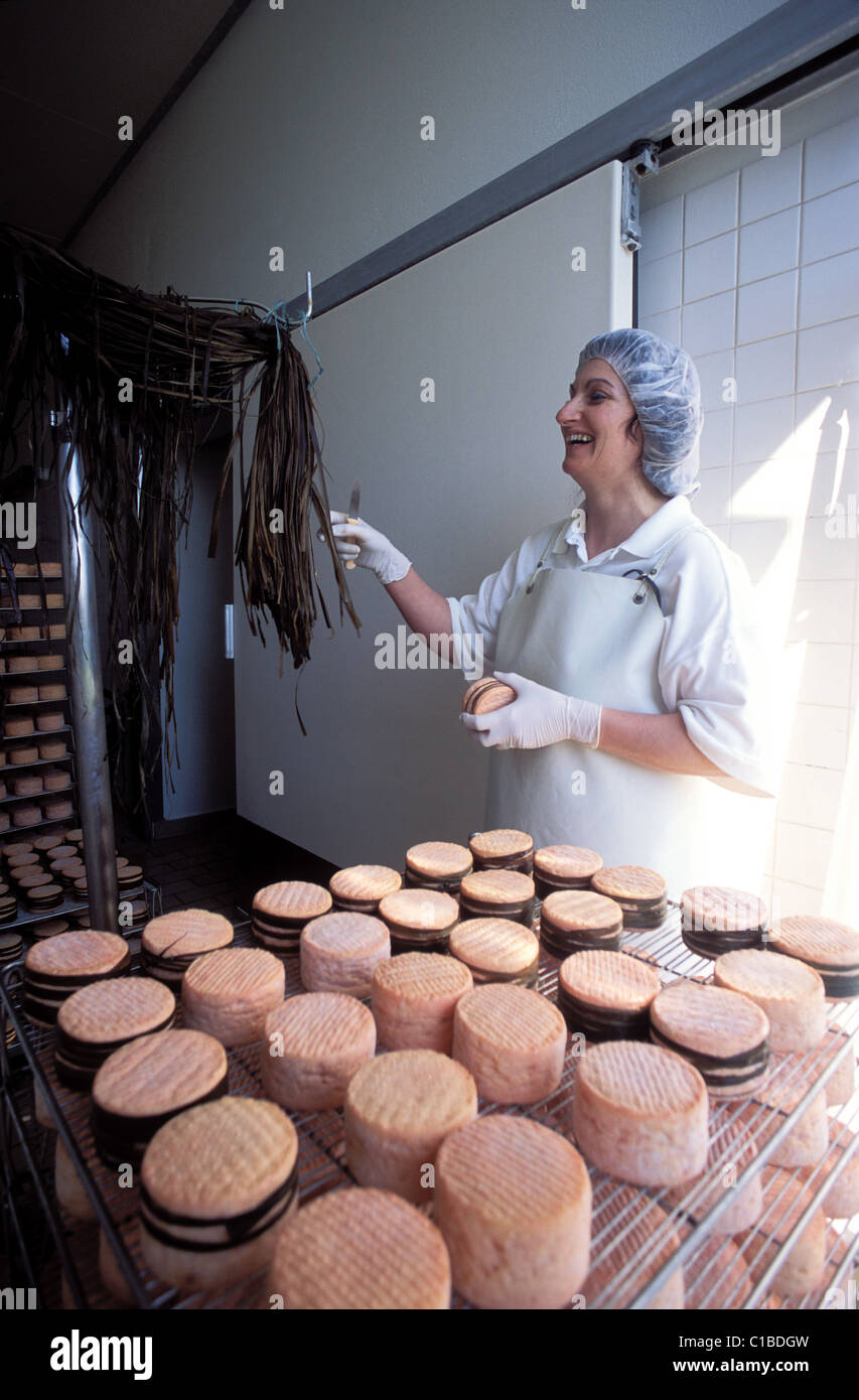 France, Calvados, Livarot, manufacture of Livarot to the cheese dairy ...
