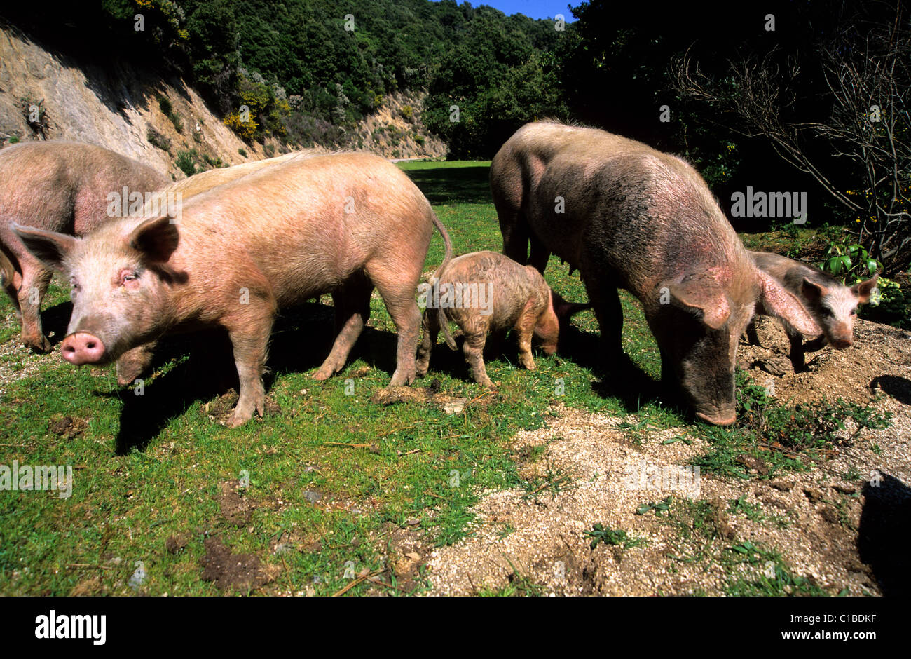 Pigs running free hi-res stock photography and images - Alamy