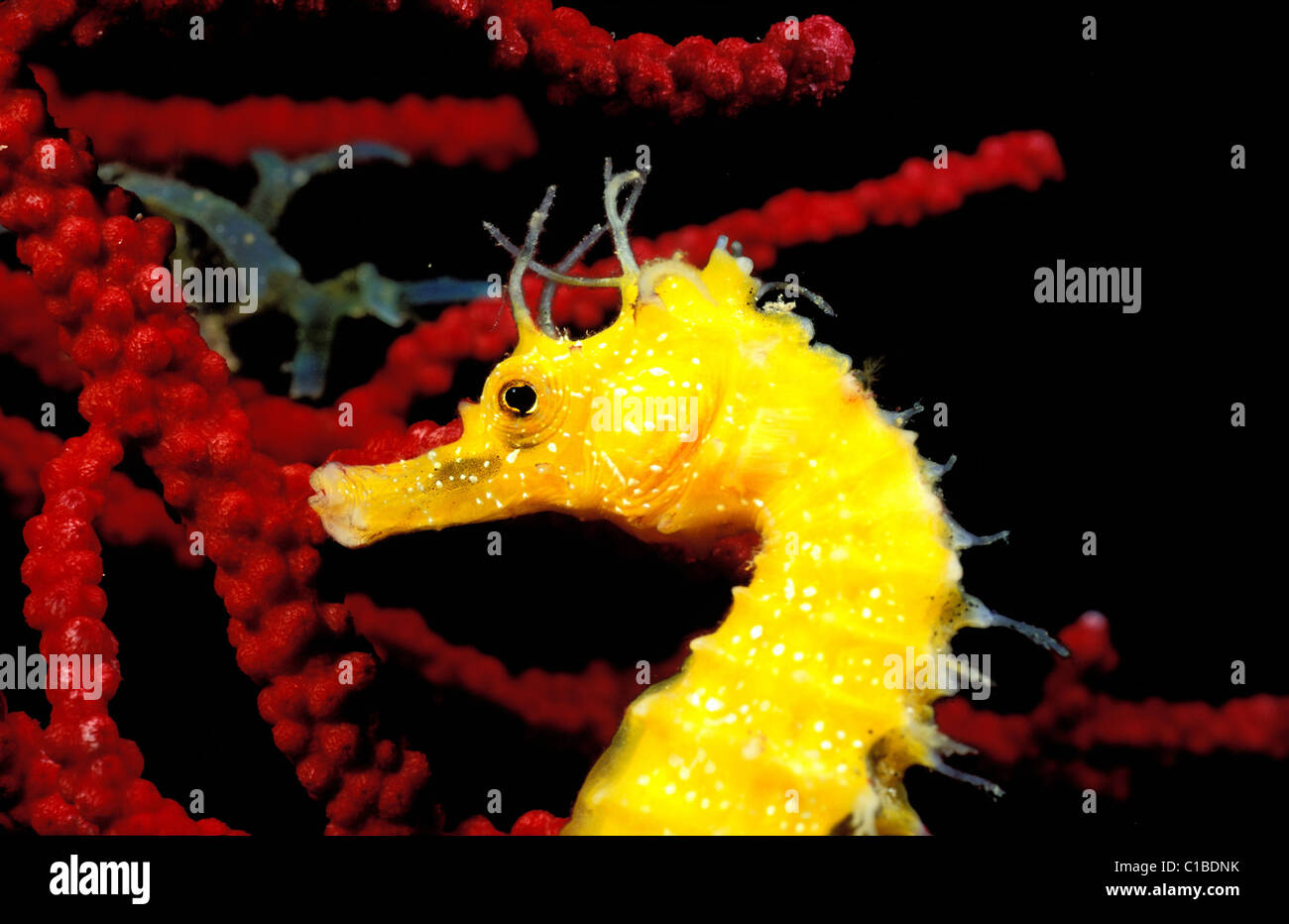 France, Haute Corse, Rare bright yellow sea horse Stock Photo - Alamy