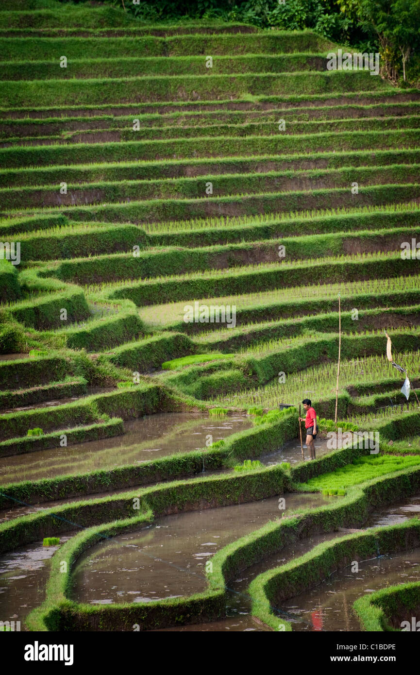 Field workers plant a new rice crop by hand in the beautiful and ...