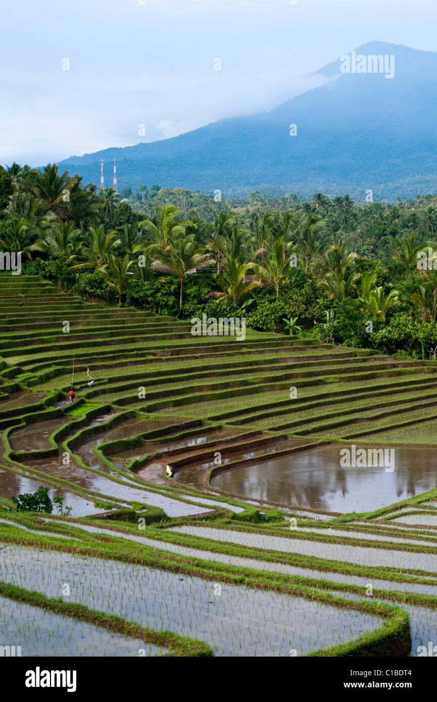 New rice is planted in the spectacular verdant green rice terraces of ...