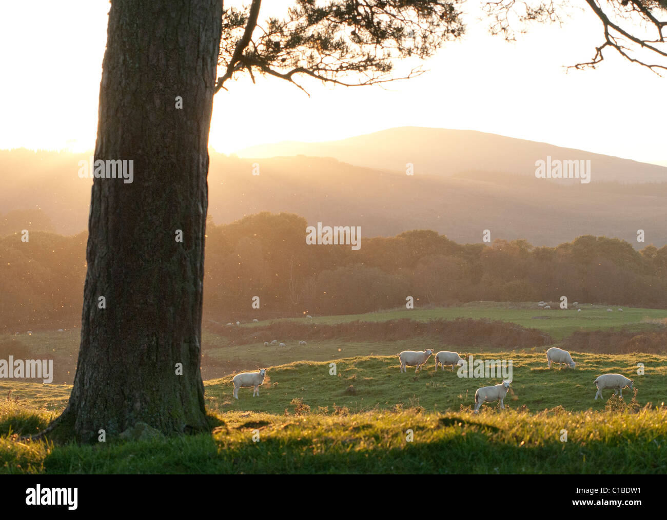 Golden sundown hi-res stock photography and images - Alamy