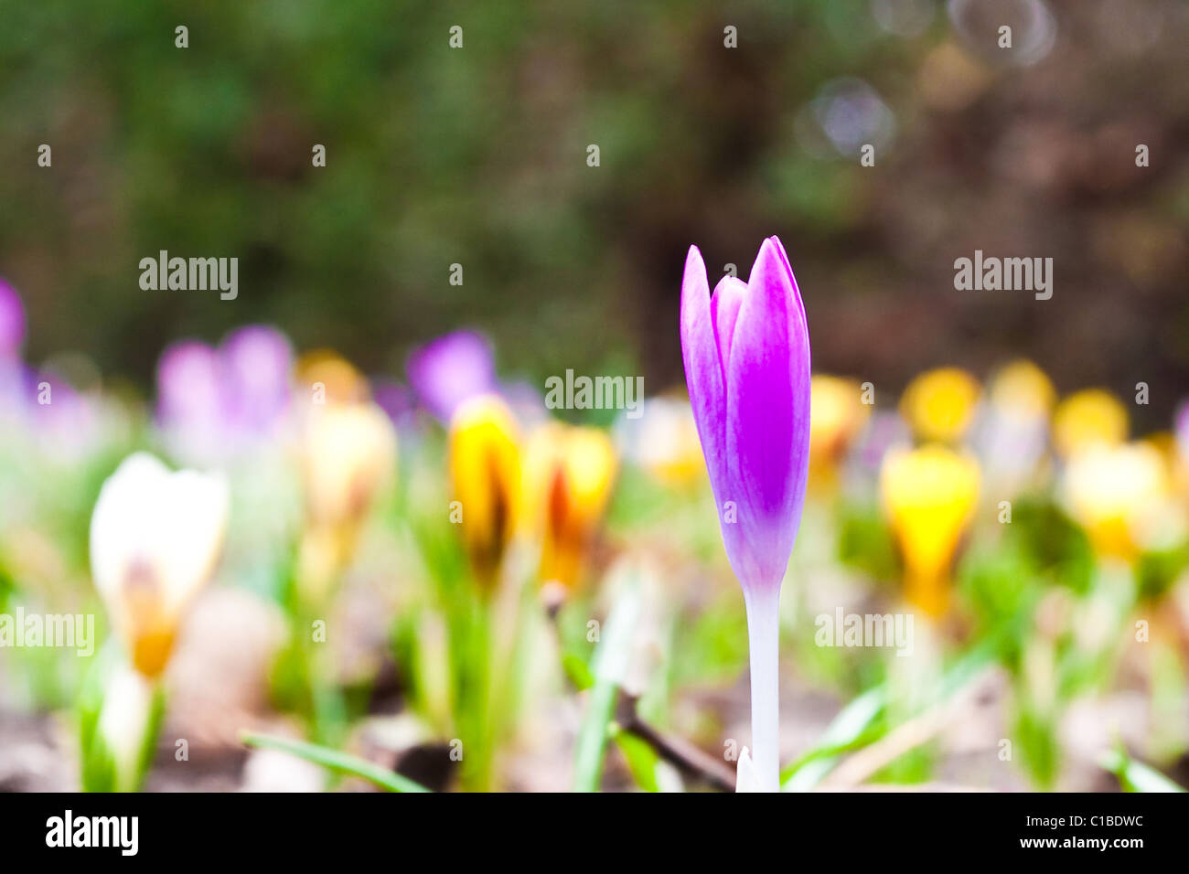 Crocus sprouting hi-res stock photography and images - Alamy