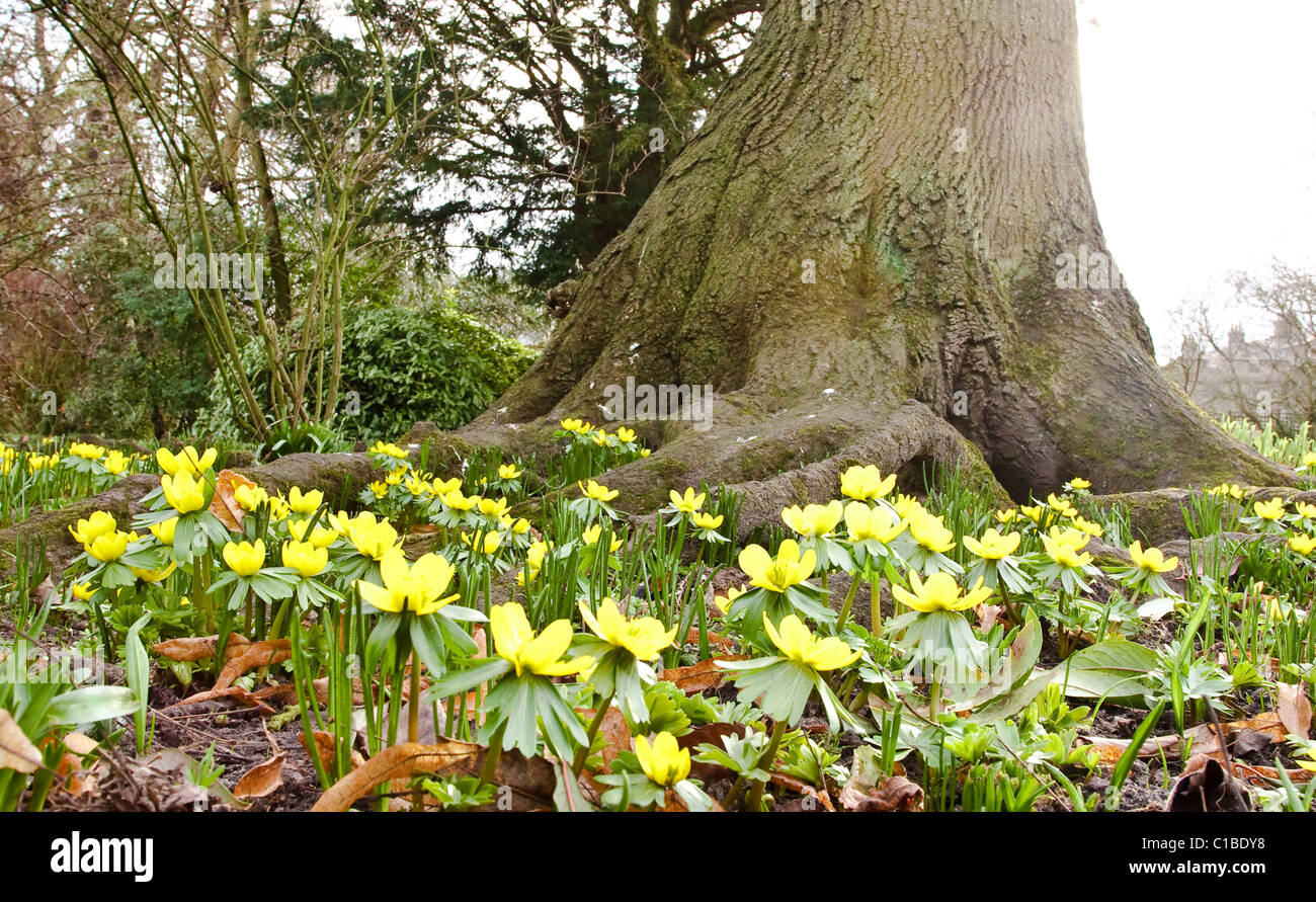 Crocus spring garden shrub hi-res stock photography and images - Alamy