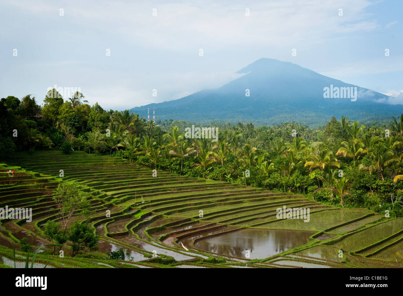 New rice is planted in the spectacular verdant green rice terraces of ...
