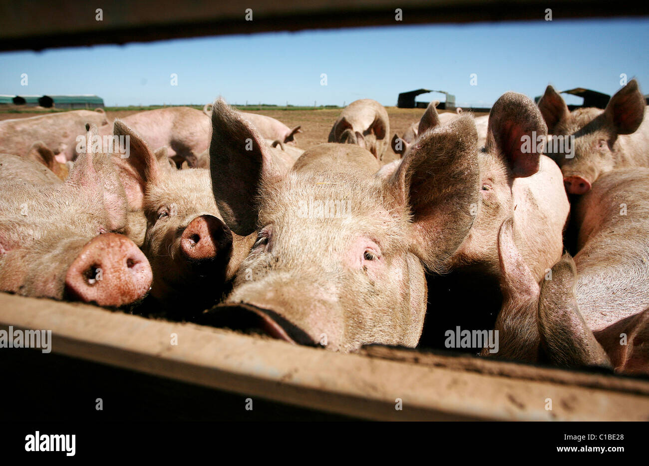 pigs on Packington Fields Farm, Staffordshire, UK - pig farm Stock ...