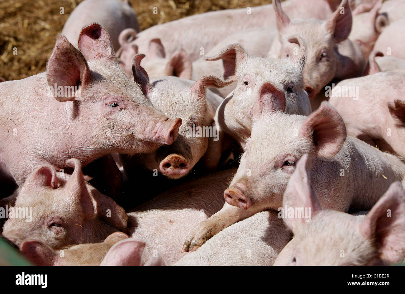 pigs on Packington Fields Farm, Staffordshire, UK - pig farm Stock ...