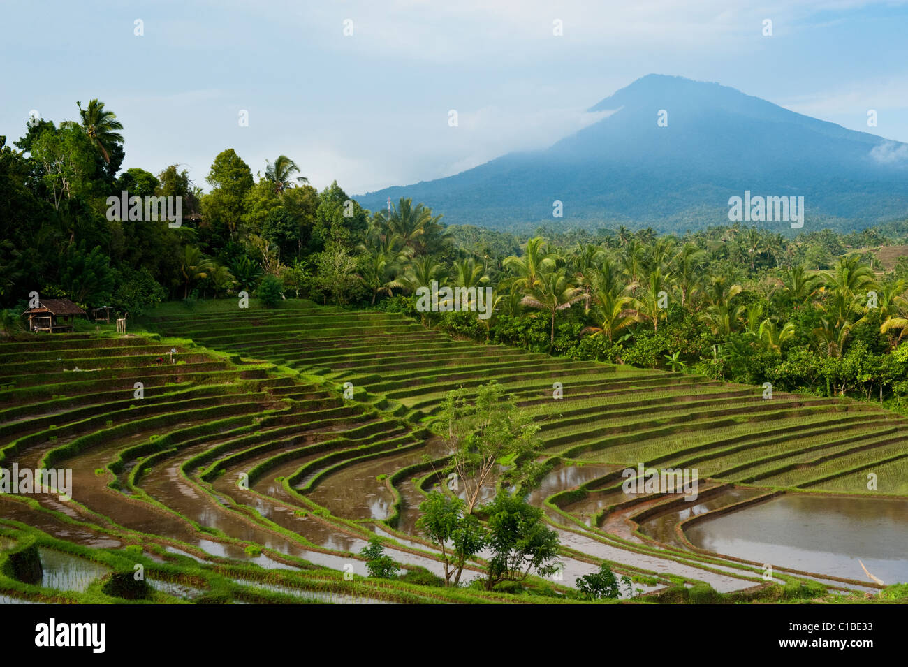 In Belimbing, Bali, Indonesia, rice terraces are flooded for the ...