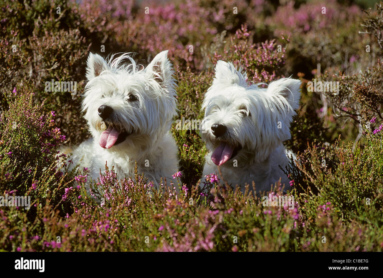 Heather peace hi-res stock photography and images - Alamy