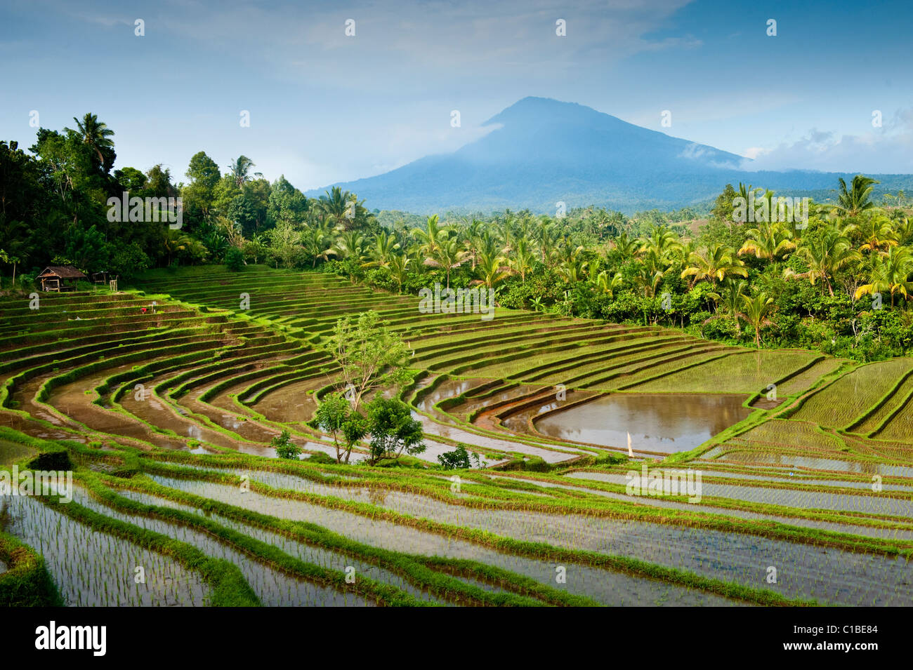 In Belimbing, Bali, Indonesia, rice terraces are flooded for the ...