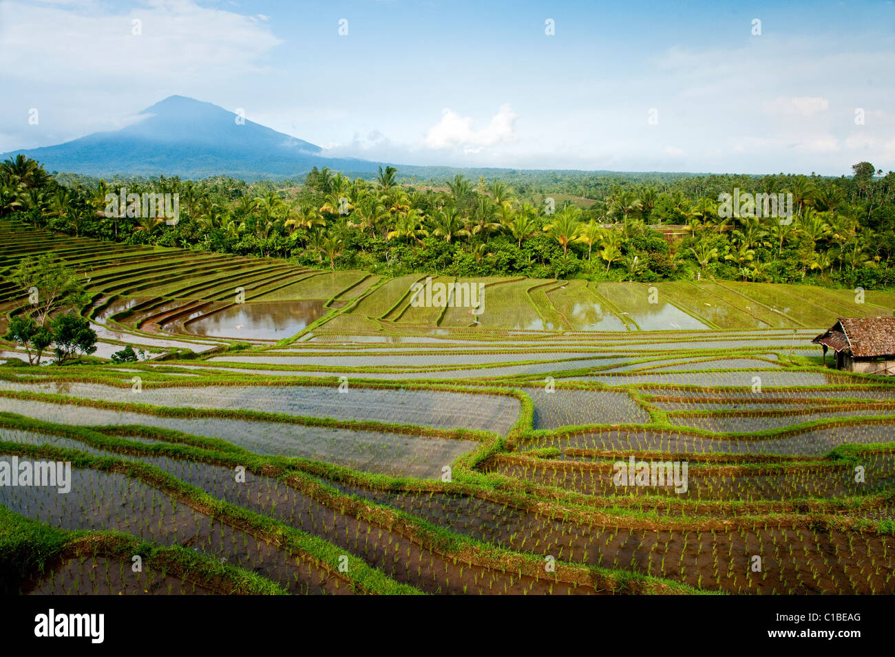 In Belimbing, Bali, Indonesia, rice terraces are flooded for the ...
