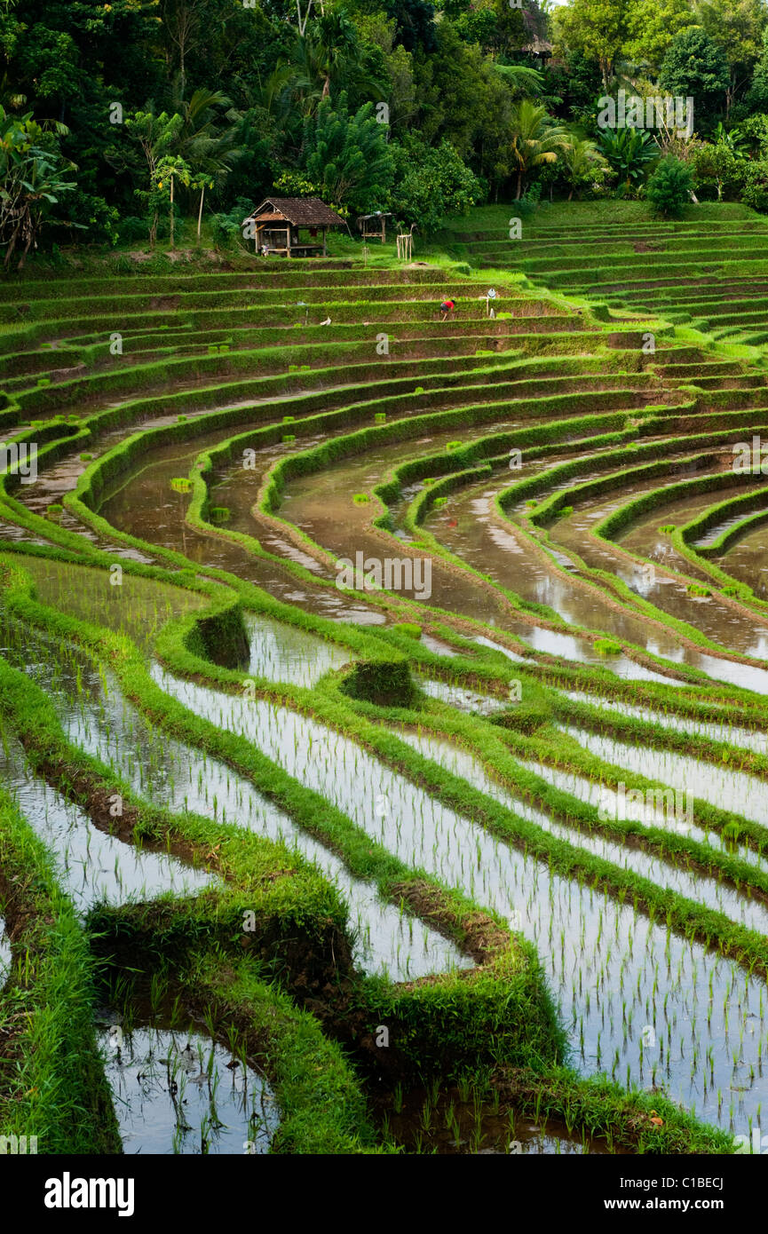 New rice is planted in the spectacular verdant green rice terraces of ...