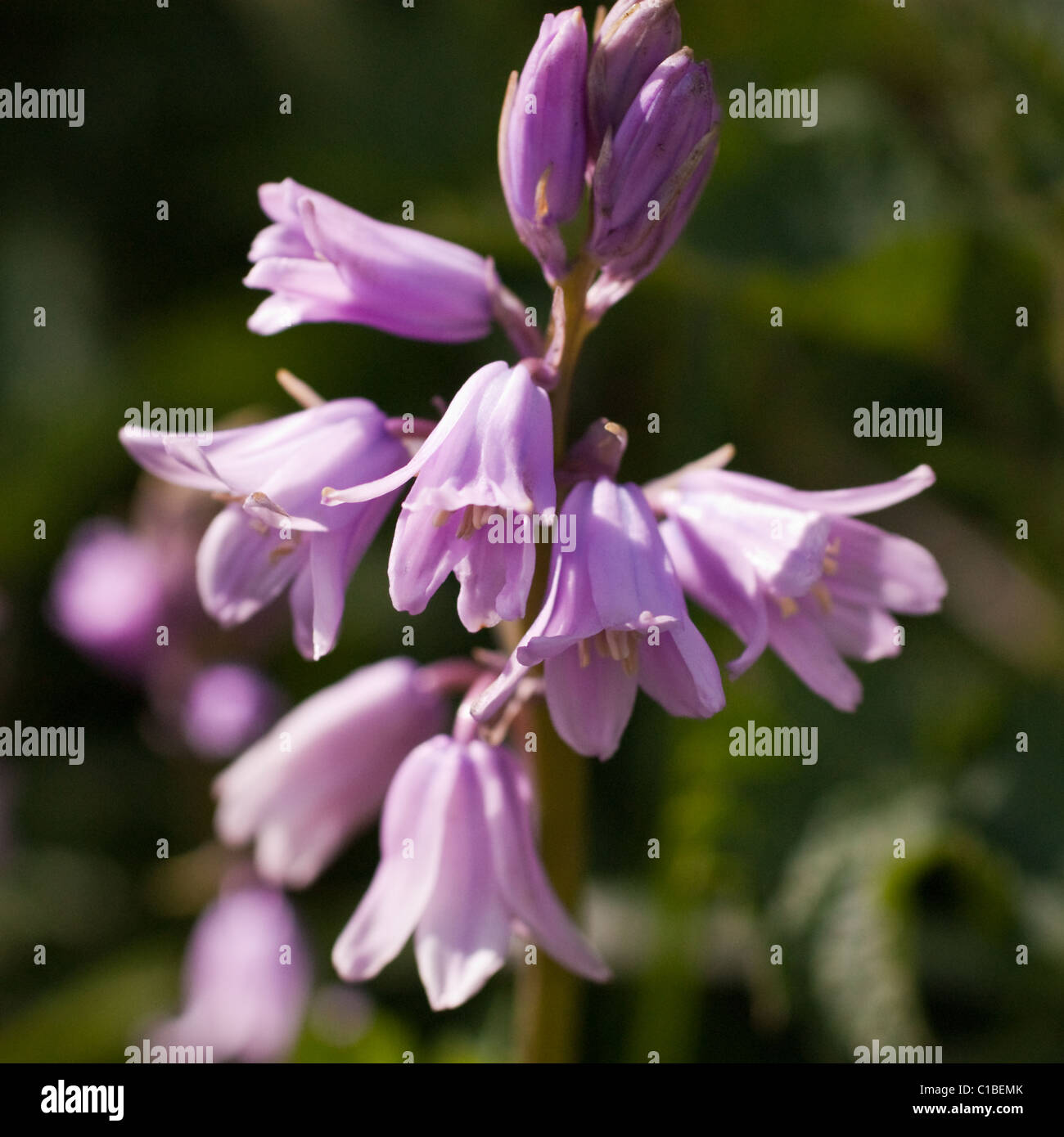 Less Common High Resolution Stock Photography and Images - Alamy