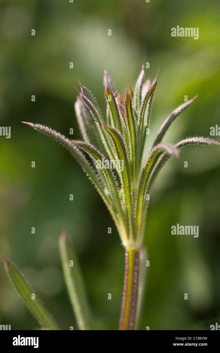 Cleavers hi-res stock photography and images - Alamy
