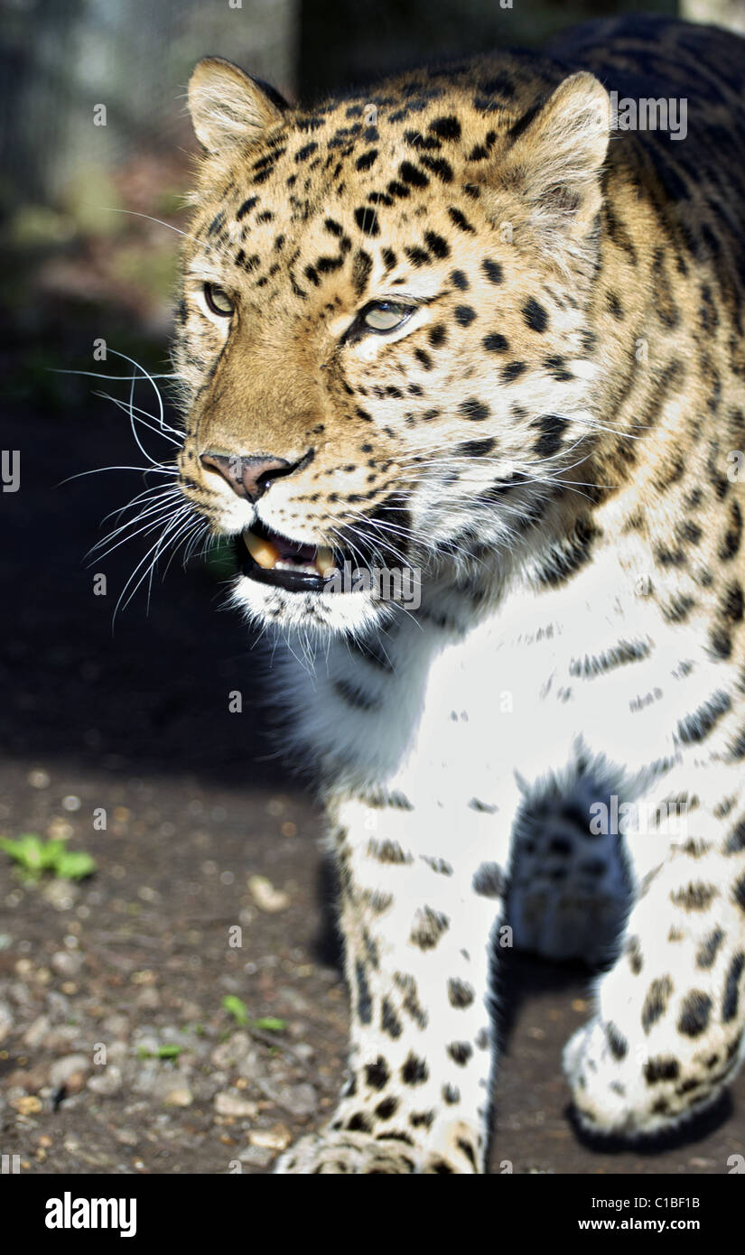 Male Amur leopard walking towards camera Stock Photo - Alamy