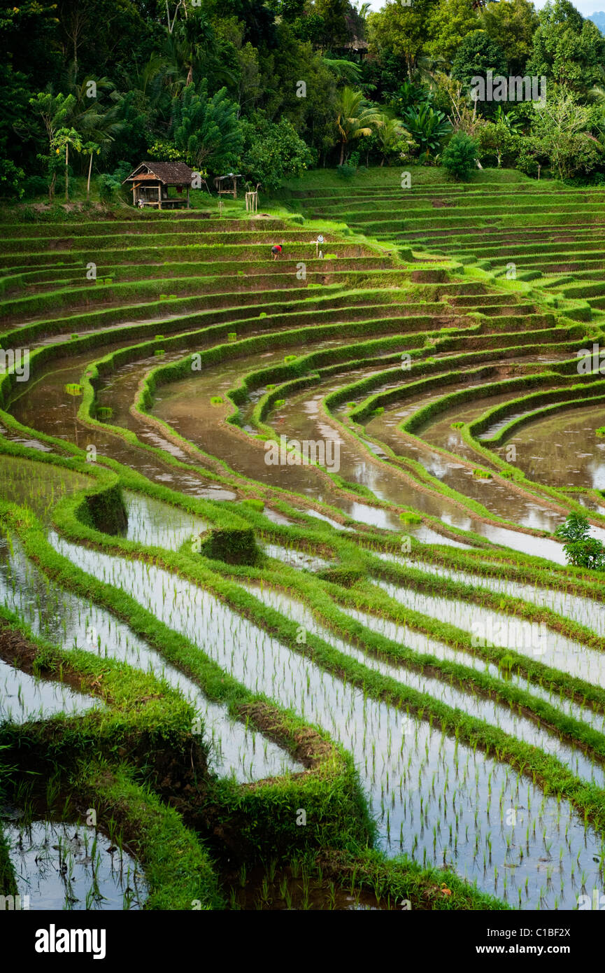 New rice is planted in the spectacular verdant green rice terraces of ...