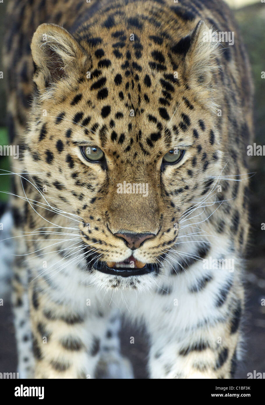 Male Amur leopard walking towards camera (close-up Stock Photo - Alamy