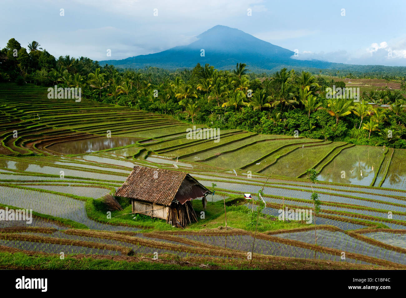 In Belimbing, Bali, Indonesia, rice terraces are flooded for the ...
