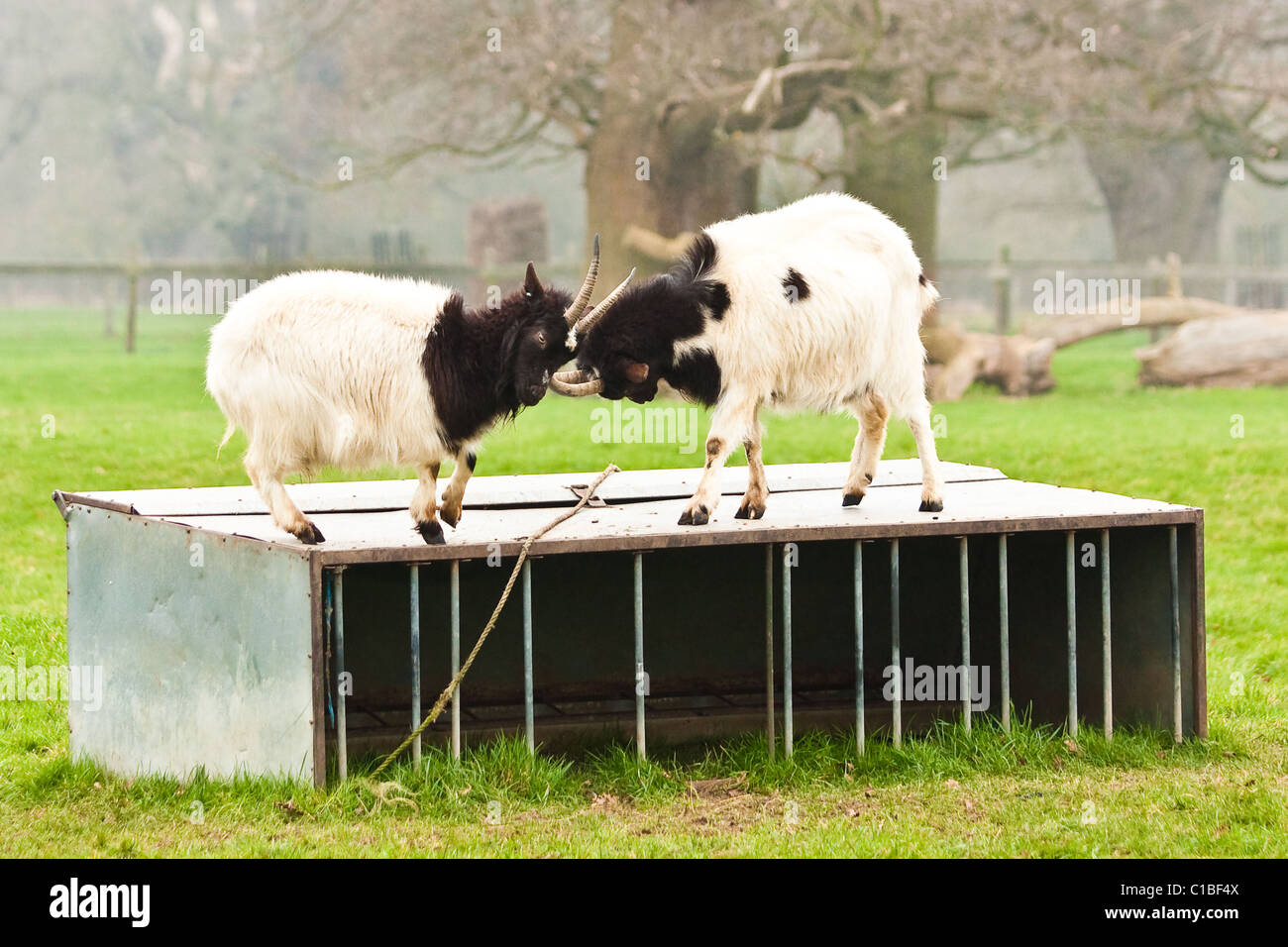 Tussling hi-res stock photography and images - Alamy