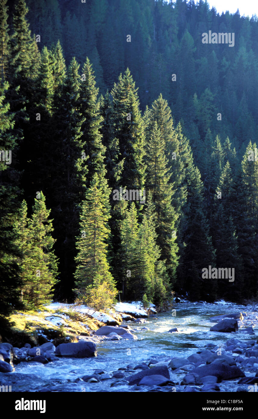 Italy, Venetia, Dolomites, river in a fir forest Stock Photo - Alamy