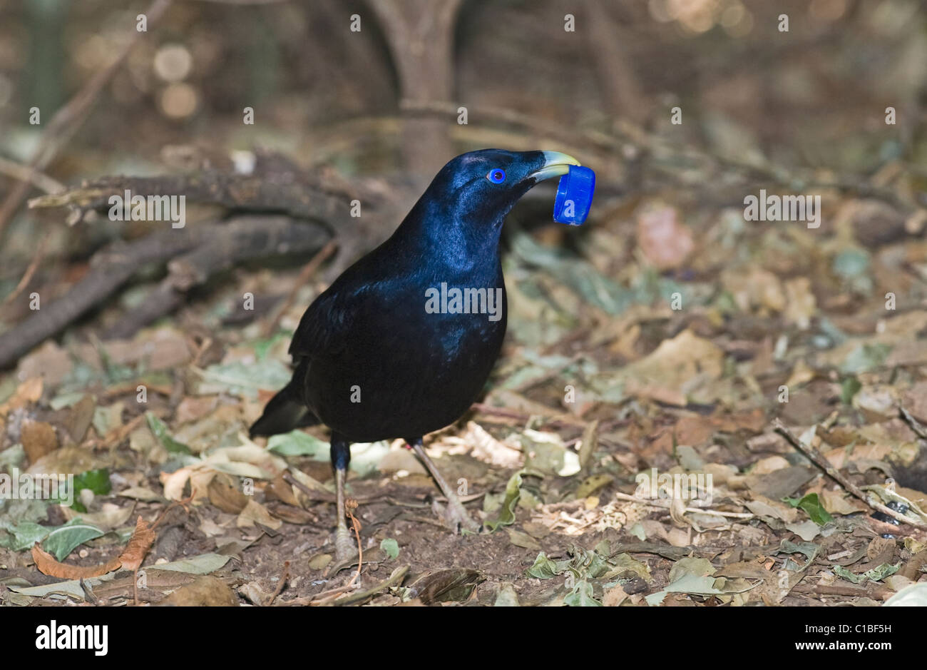 Satin bowerbird hi-res stock photography and images - Alamy