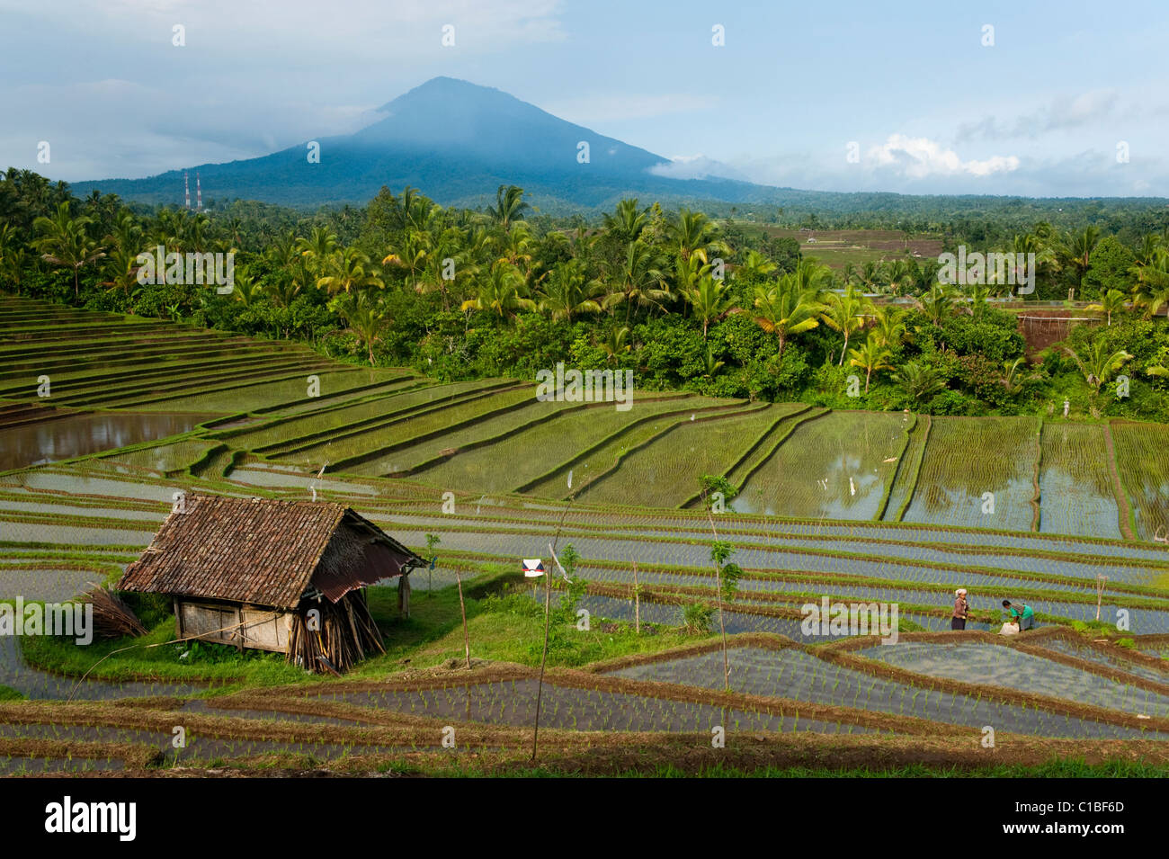 In Belimbing, Bali, Indonesia, rice terraces are flooded for the ...