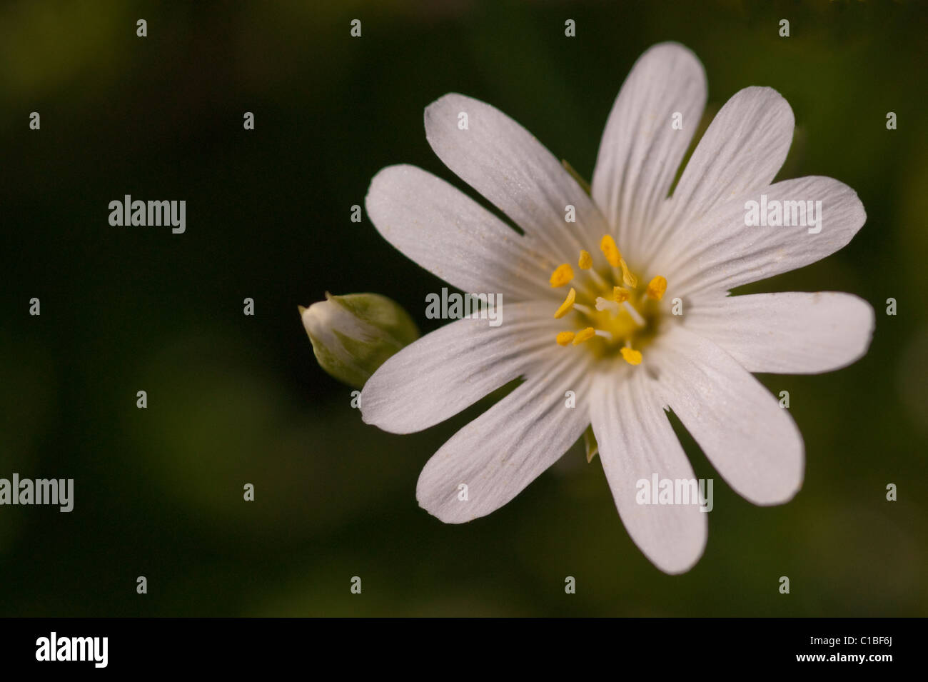 Common stitchwort hi-res stock photography and images - Alamy
