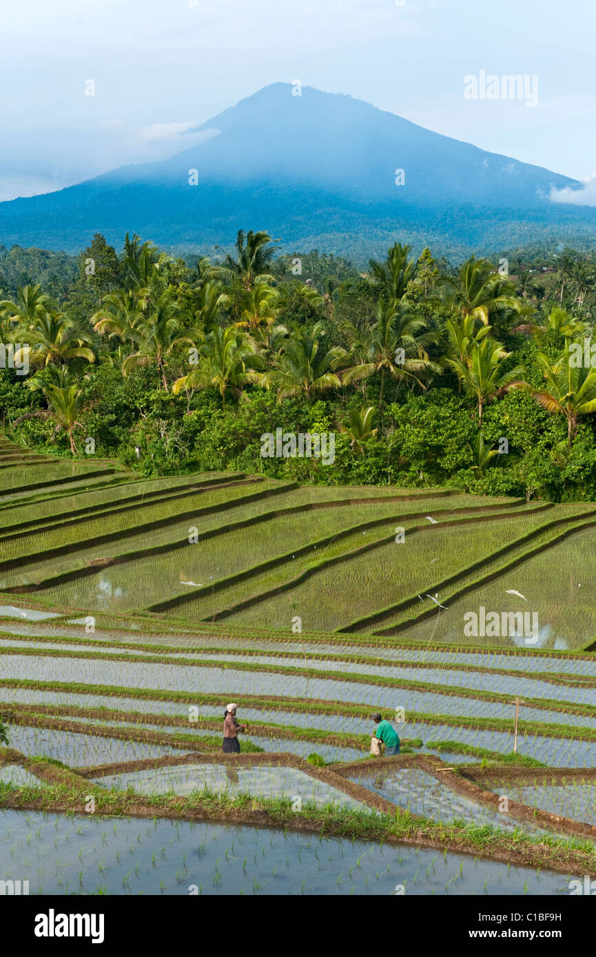In Belimbing, Bali, Indonesia, rice terraces are flooded for the ...