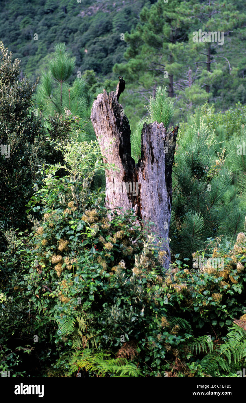 Lightning struck wood hi-res stock photography and images - Alamy