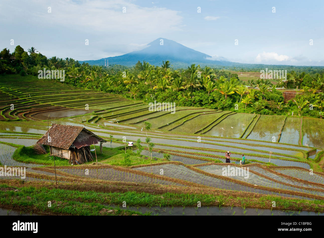 In Belimbing, Bali, Indonesia, rice terraces are flooded for the ...