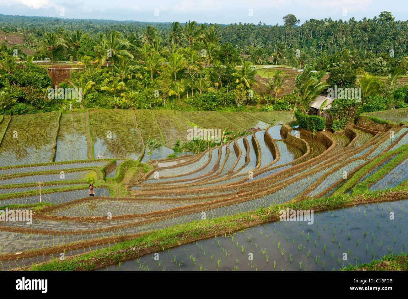 New rice is planted in the spectacular verdant green rice terraces of ...