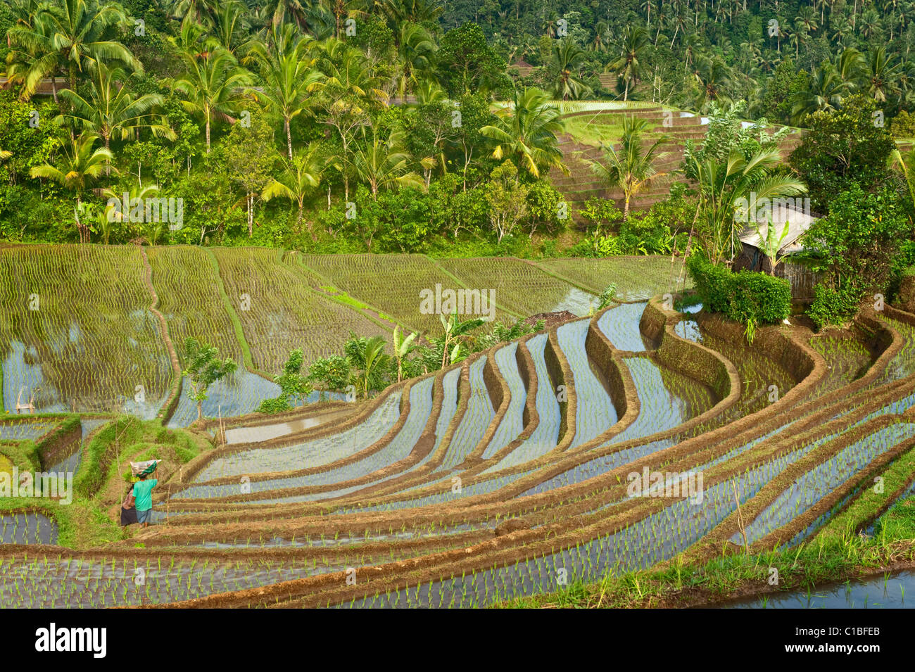 New rice is planted in the spectacular verdant green rice terraces of ...
