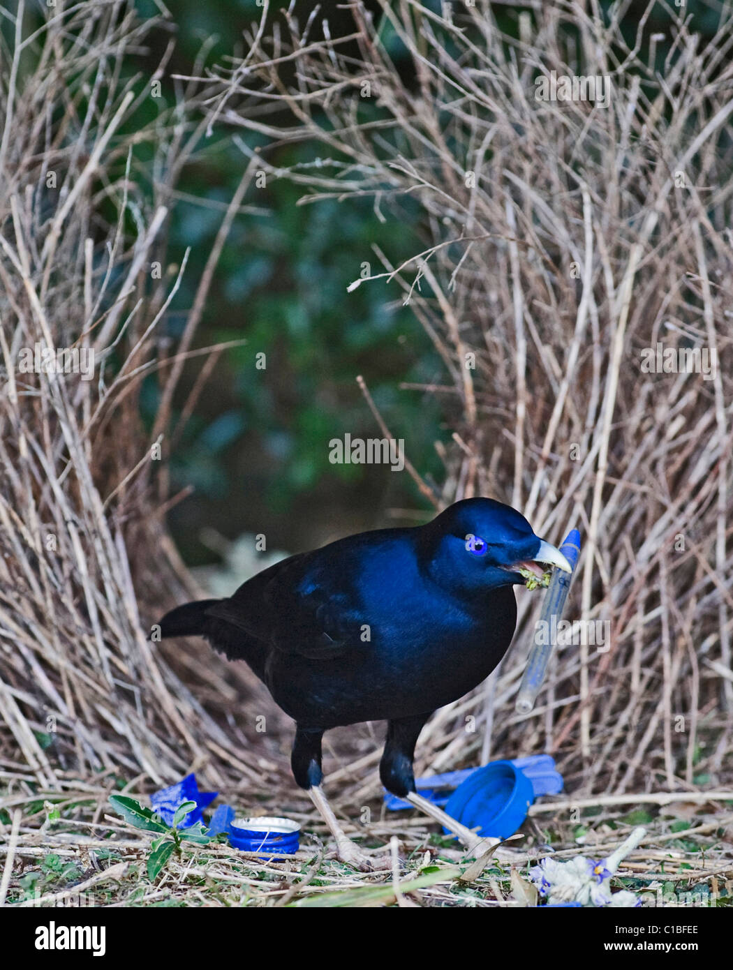 Satin Bowerbird Ptilonorhynchus violaceus male depositing blue pen at bower Lamington NP ...