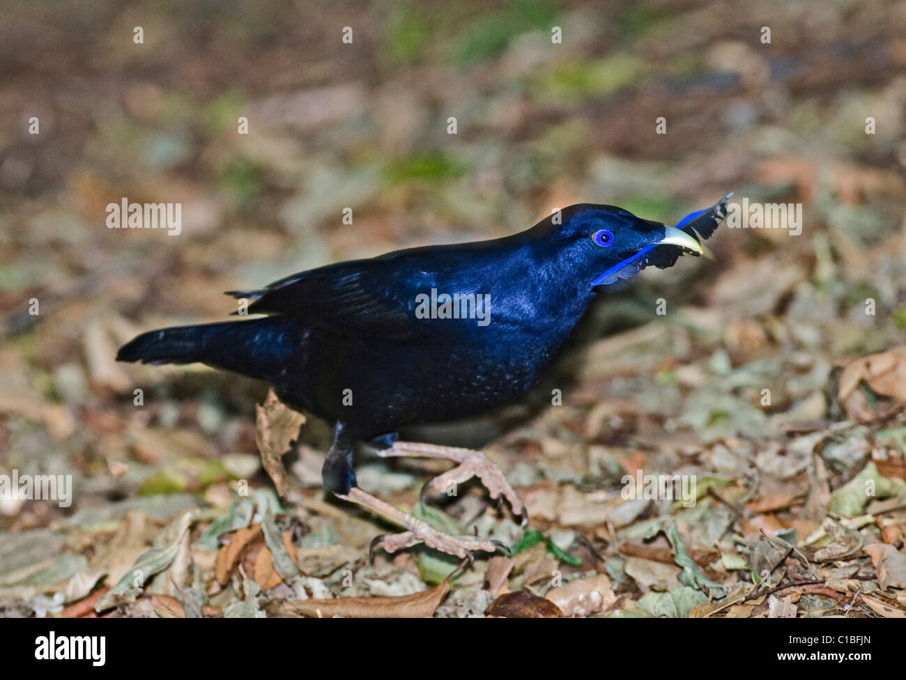 Satin Bowerbird Ptilonorhynchus violaceus male collecting blue feather for bower Lamington NP ...