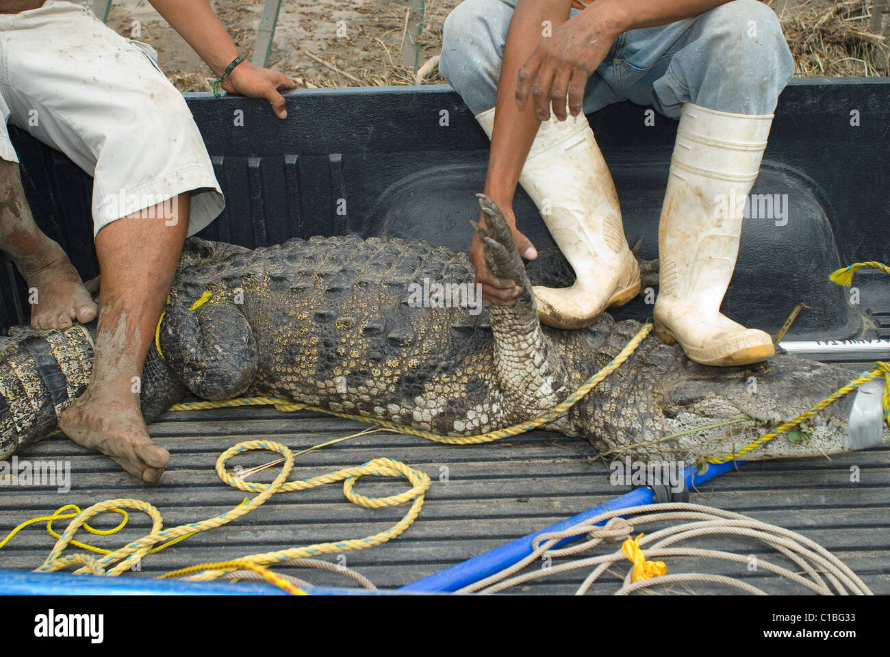 Animal control alligator hi-res stock photography and images - Alamy